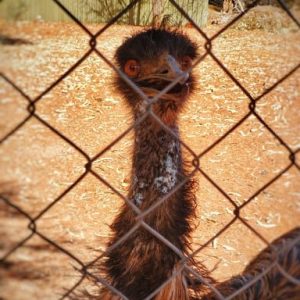 Adelaide CBD Physio | Meet Susan | Core Physio | Physio Near Me